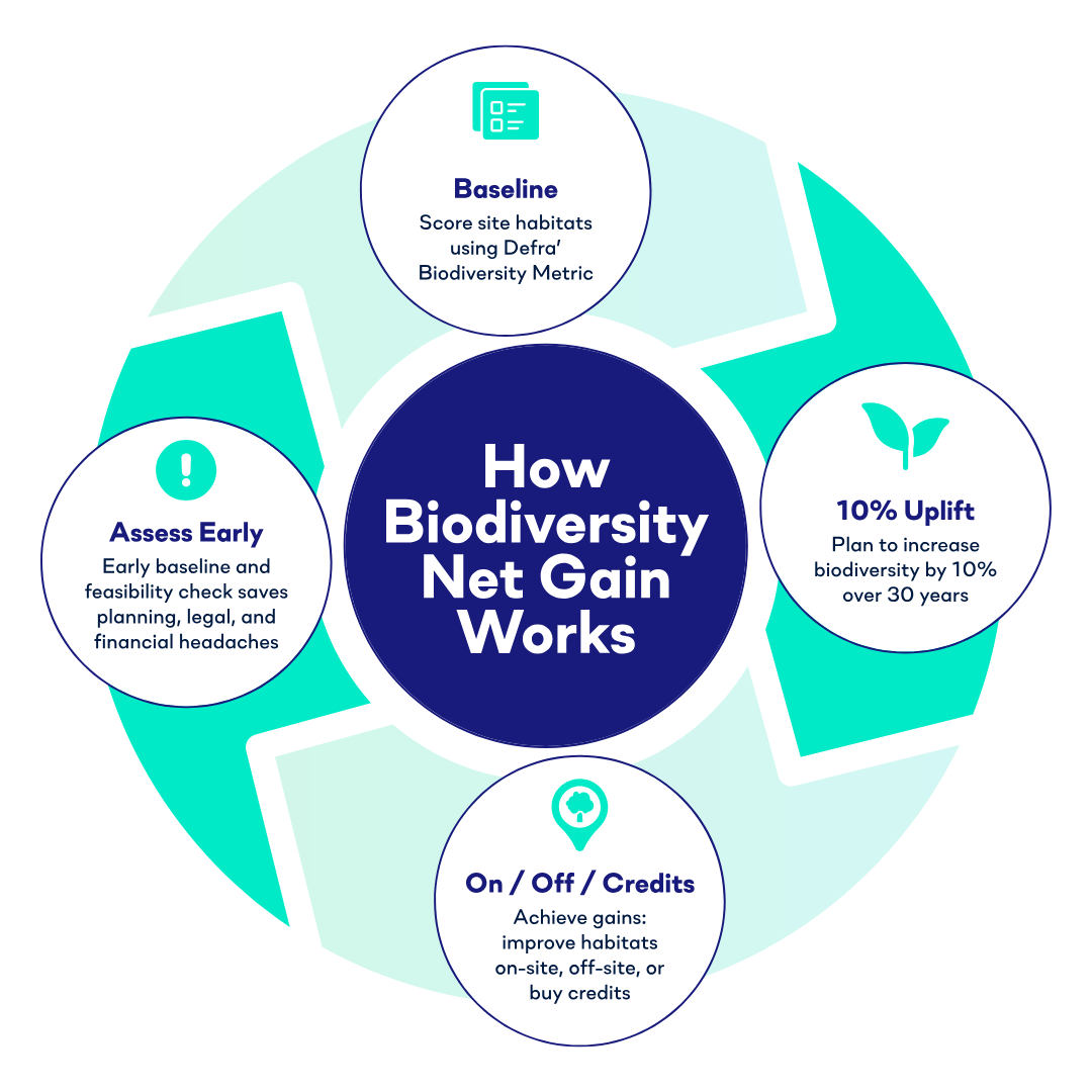 Biodiversity Net Gain: What Developers Need to Know in 2025